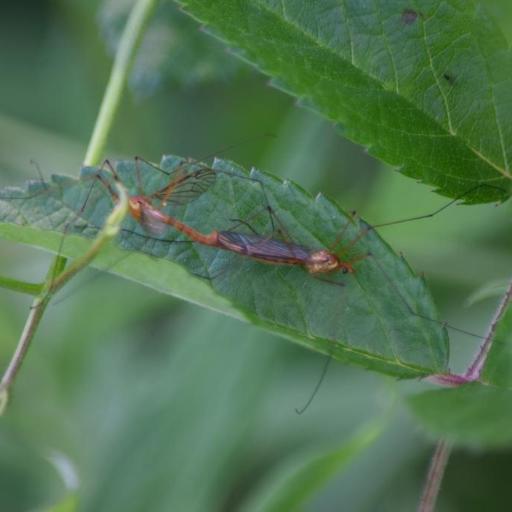Ferruginous Tiger Crane Fly (Nephrotoma Ferruginea) Insect ...
