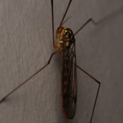 Nephrotoma Flavipalpis Insect Identification Guide, Habitat & Facts