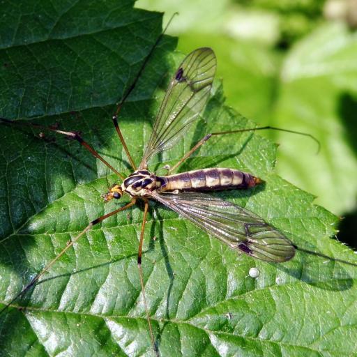 Four-Spotted Cranefly (Nephrotoma Quadrifaria) Insect Identification ...