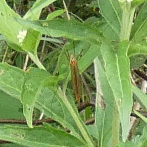 Nephrotoma Scurra Insect Identification Guide, Habitat & Facts