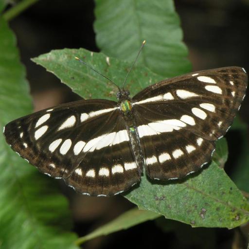 Common Sailer (Neptis Hylas) Insect Identification Guide, Habitat & Facts