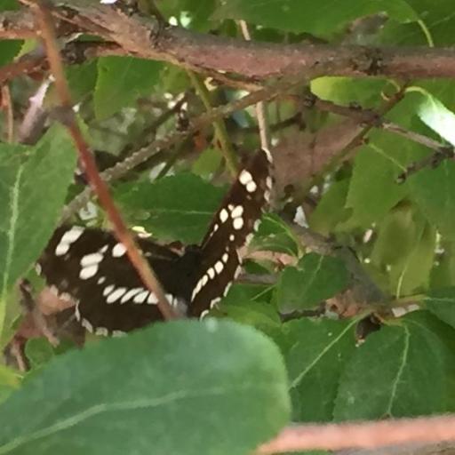 Hungarian Glider (Neptis Rivularis) Insect Identification Guide ...