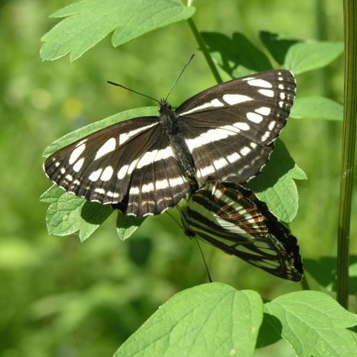 Pallas' Sailer (Neptis Sappho) Insect Identification Guide, Habitat & Facts