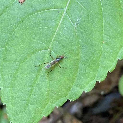 House Mosquito Complex (Culex Pipiens) Insect Identification Guide ...