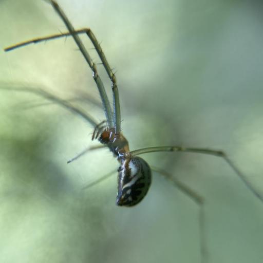 Neriene Emphana Insect Identification Guide, Habitat & Facts