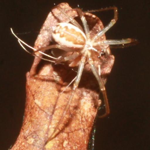 Neriene Peltata Insect Identification Guide, Habitat & Facts