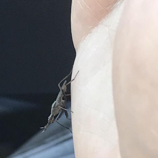 Banana Flies (Neriidae) Insect Identification Guide, Habitat & Facts