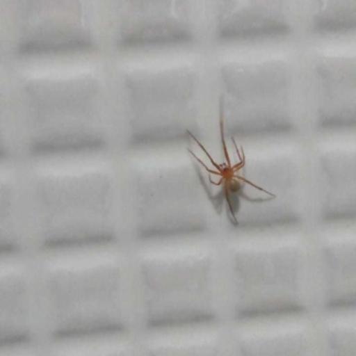 Red House Spider (Nesticodes Rufipes) Insect Identification Guide ...