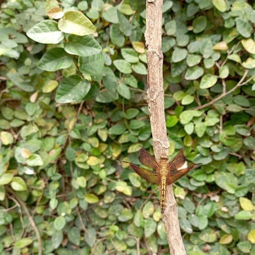 Red Percher (Neurothemis Ramburii) Insect Identification Guide, Habitat ...