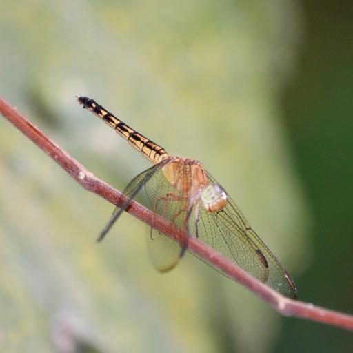 Straight-edge Red Parasol (Neurothemis Terminata) Insect Identification ...
