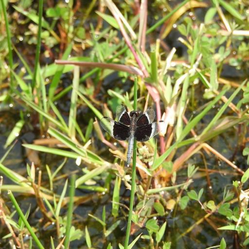 Baphomet Moth (Creatonotos Gangis) Insect Identification Guide, Habitat ...