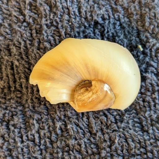 Shark Eye (Neverita Duplicata) Insect Identification Guide, Habitat & Facts