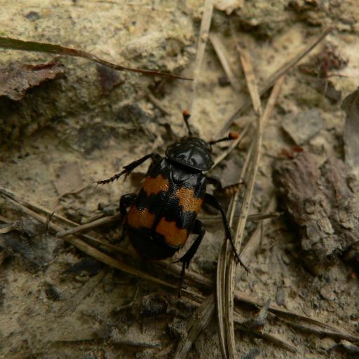 Nicrophorus Interruptus Insect Identification Guide, Habitat & Facts