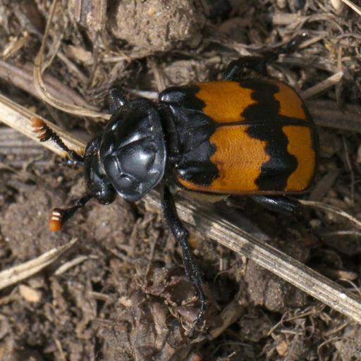 Banded Sexton Beetle (Nicrophorus Investigator) Insect Identification ...