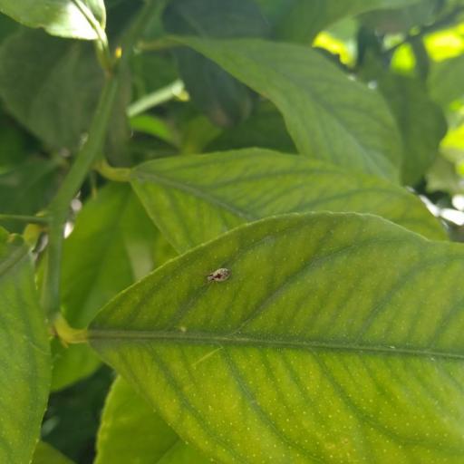 Bleeding Heart Spider (Nigma Puella) Insect Identification Guide ...