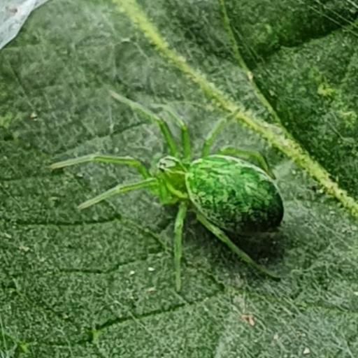 Green Meshweaver (Nigma Walckenaeri) Insect Identification Guide ...