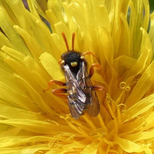 Painted Nomad Bee (Nomada Fucata) Insect Identification Guide, Habitat ...