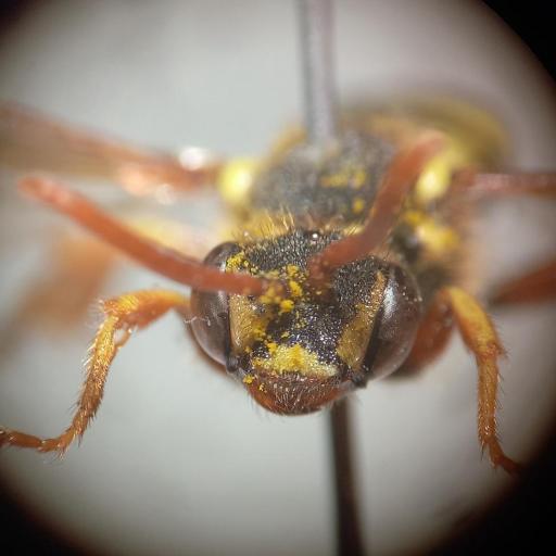 Gooden's Nomad Bee (Nomada Goodeniana) Insect Identification Guide ...