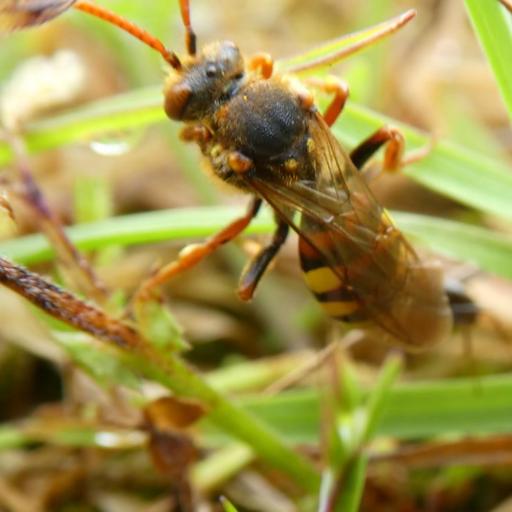 Lathbury's Nomad Bee (Nomada Lathburiana) Insect Identification Guide ...