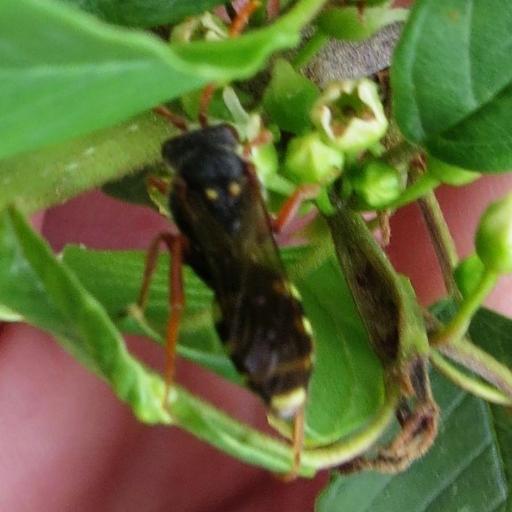 Marsham's Nomad Bee (Nomada Marshamella) Insect Identification Guide ...