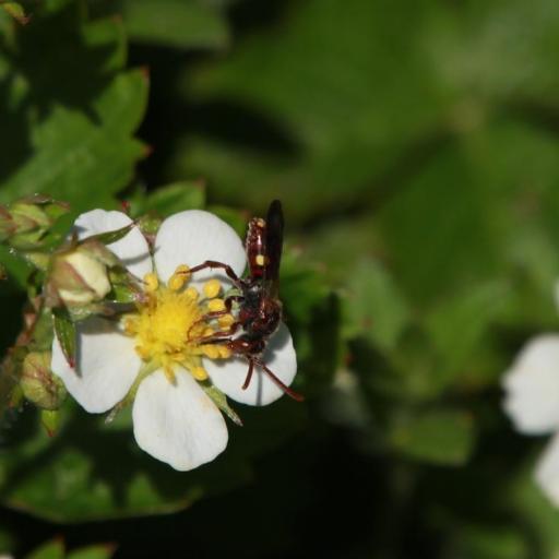 Panzer's Nomad Bee (Nomada Panzeri) Insect Identification Guide ...