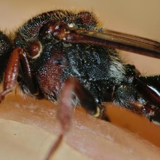 Fork-Jawed Nomad Bee (Nomada Ruficornis) Insect Identification Guide ...