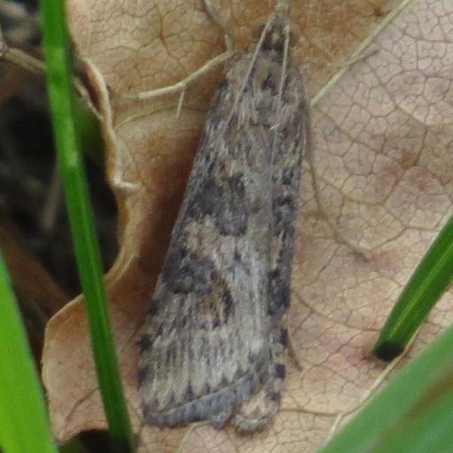 Lucerne Moth (Nomophila Nearctica) Insect Identification Guide, Habitat ...