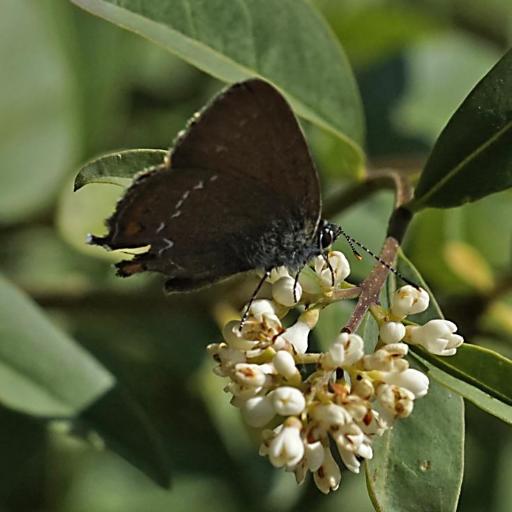 Ilex Hairstreak (Nordmannia Ilicis) Insect Identification Guide ...