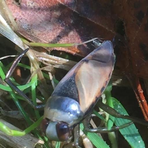 Eurasian Greater Water Boatman (Notonecta Glauca) Insect Identification ...