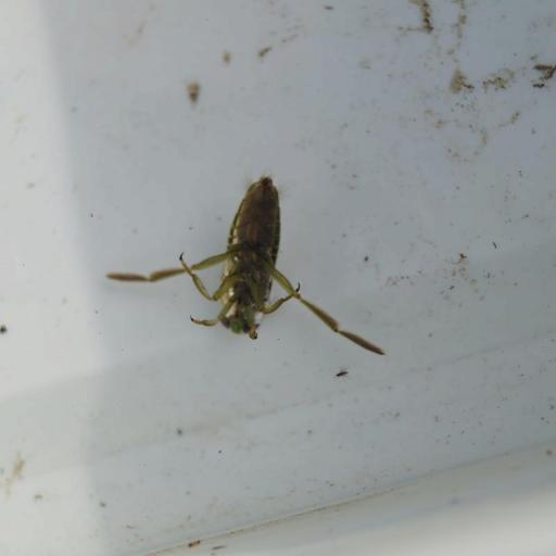 Green Backswimmer (Notonecta Viridis) Insect Identification Guide ...