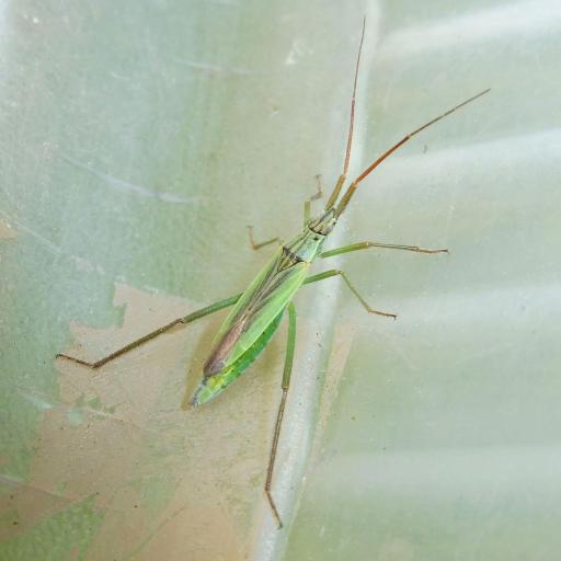 Elongated Grass Bug (Notostira Elongata) Insect Identification Guide ...