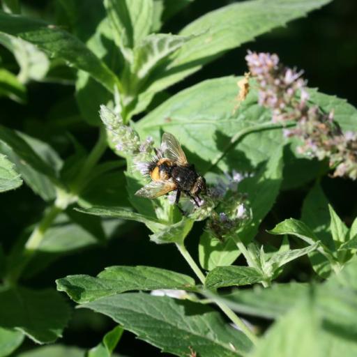 Nowickia Ferox Insect Identification Guide, Habitat & Facts