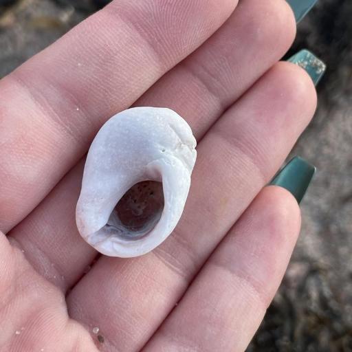 Atlantic Dogwhelk (Nucella Lapillus) Insect Identification Guide ...