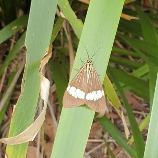 Asian Magpie Moth (Nyctemera Baulus) Insect Identification Guide ...