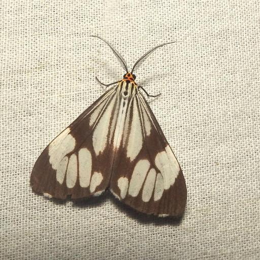 Marbled White Moth (Nyctemera Coleta) Insect Identification Guide ...