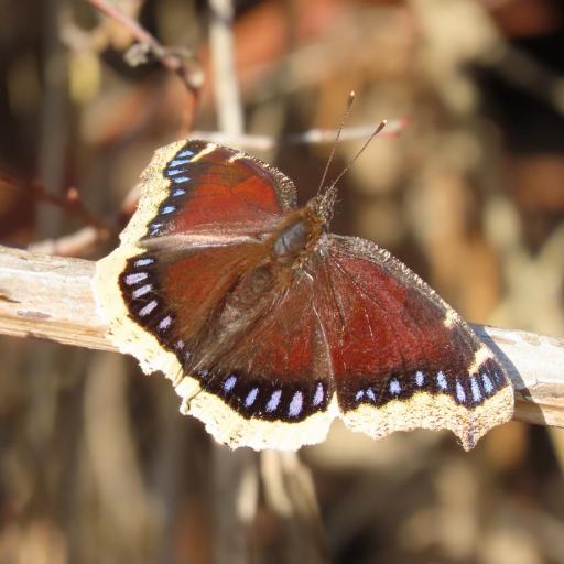 Mourning Cloak (Nymphalis Antiopa) Insect Identification Guide, Habitat ...