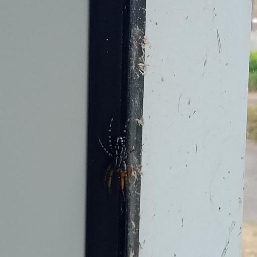 Spotted Ground Swift Spider (Nyssus Coloripes) Insect Identification ...
