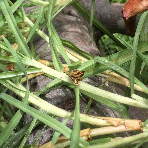 Southern Two-striped Walkingstick (Anisomorpha Buprestoides) Insect ...