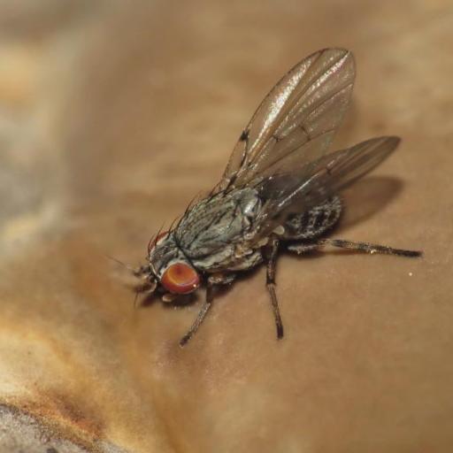 Odiniidae Insect Identification Guide, Habitat & Facts