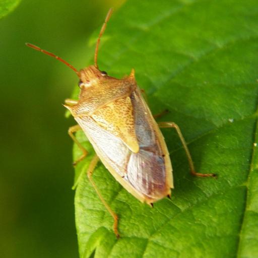 Oebalus Insect Identification Guide, Habitat & Facts