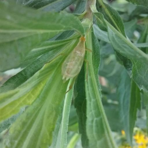 Snowy Tree Cricket (Oecanthus Fultoni) Insect Identification Guide ...