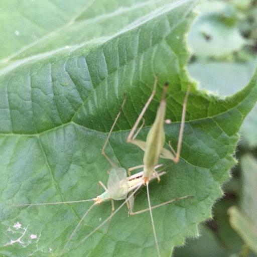 Oecanthus Longicauda Insect Identification Guide, Habitat & Facts