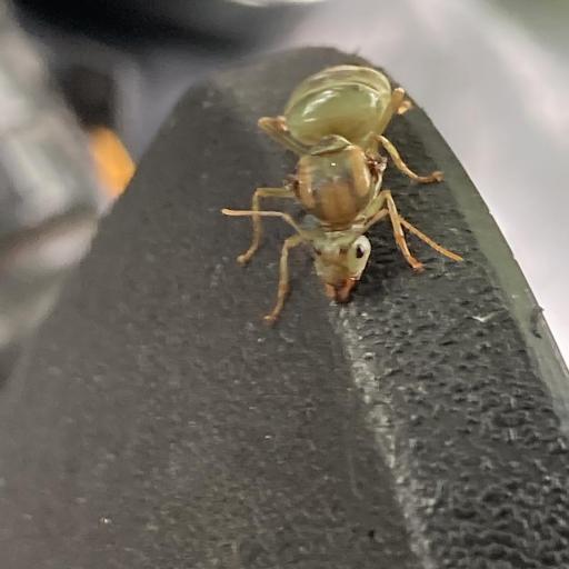 Asian Weaver Ant (Oecophylla Smaragdina) Insect Identification Guide ...