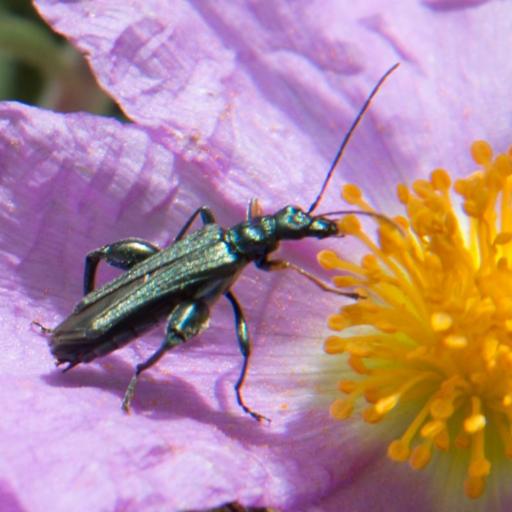 Yellow-Legged Thick-Legged Flower Beetle (Oedemera Flavipes) Insect ...