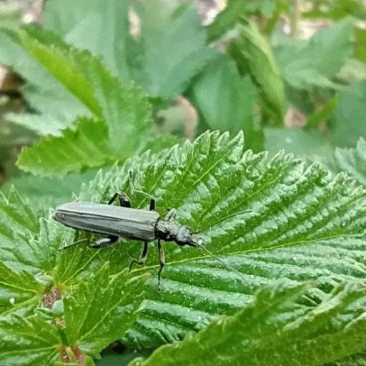 Oedemera Virescens Insect Identification Guide, Habitat & Facts