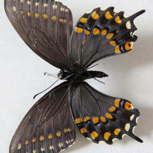 White-veined Arctic (Oeneis Bore) Insect Identification Guide, Habitat ...