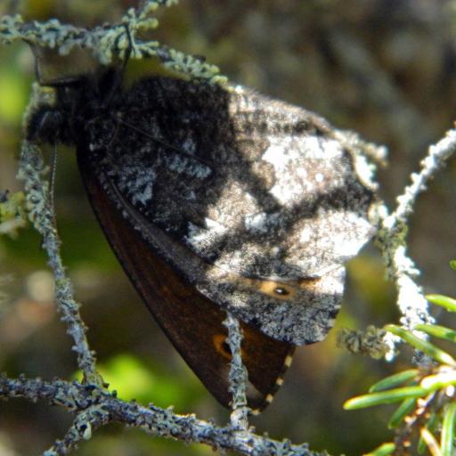 Jutta Arctic (Oeneis Jutta) Insect Identification Guide, Habitat & Facts