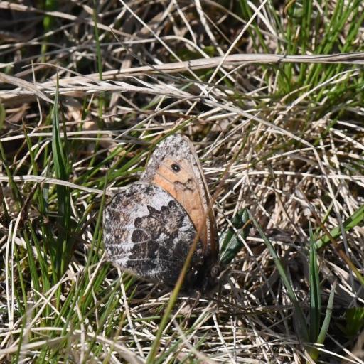 Norse Greyling (Oeneis Norna) Insect Identification Guide, Habitat & Facts