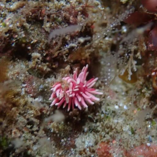 Okenia Insect Identification Guide, Habitat & Facts