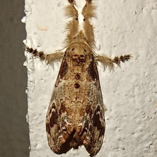 Olene Insect Identification Guide, Habitat & Facts